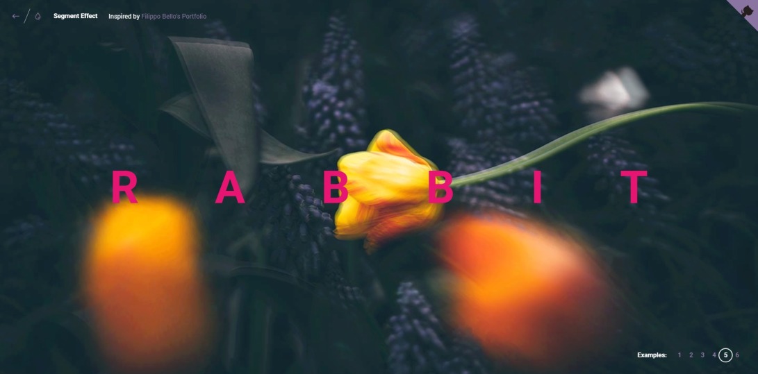 Segment Effect | Demo 5 | Codrops - Awwwards