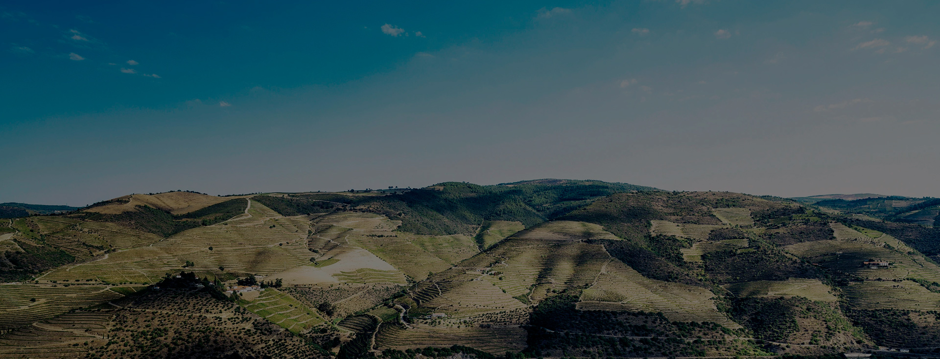 Porto Cálem - Awwwards SOTD